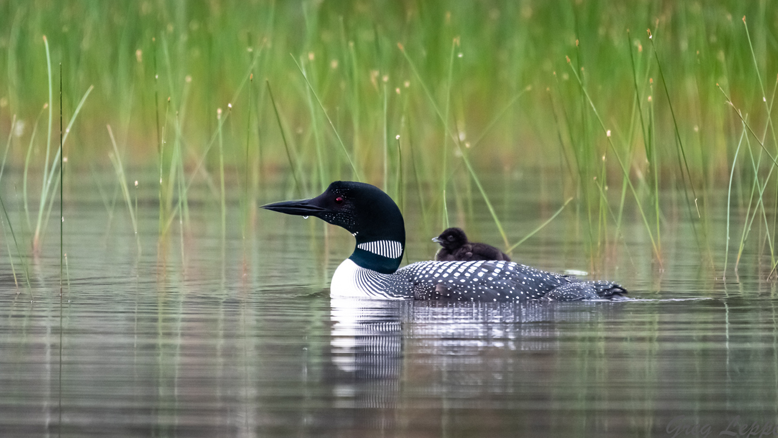 Loon Tours - Young's Guide Service